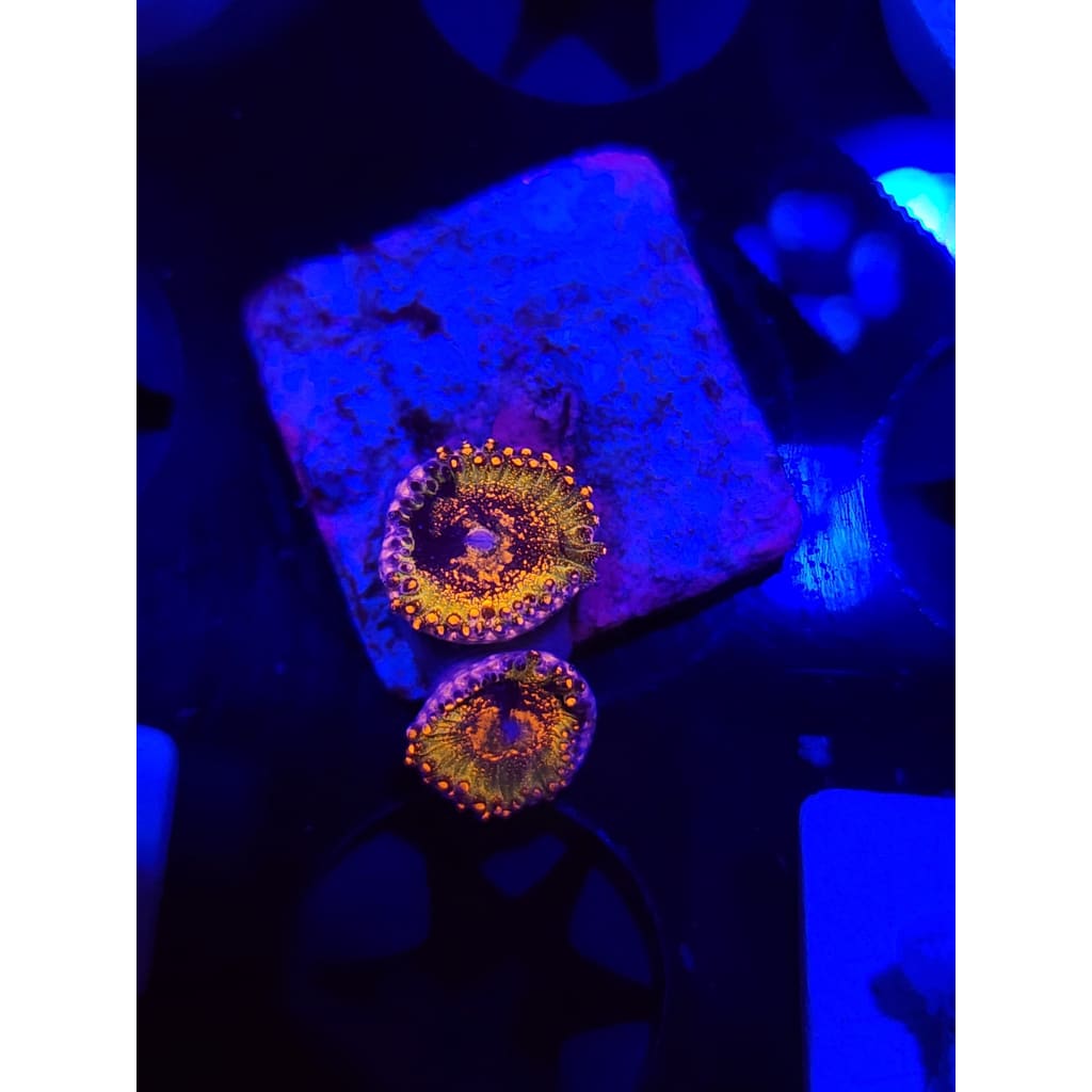Azz Krak Zoanthid Frag - Unique WYSIWYG Coral for Your Reef ...