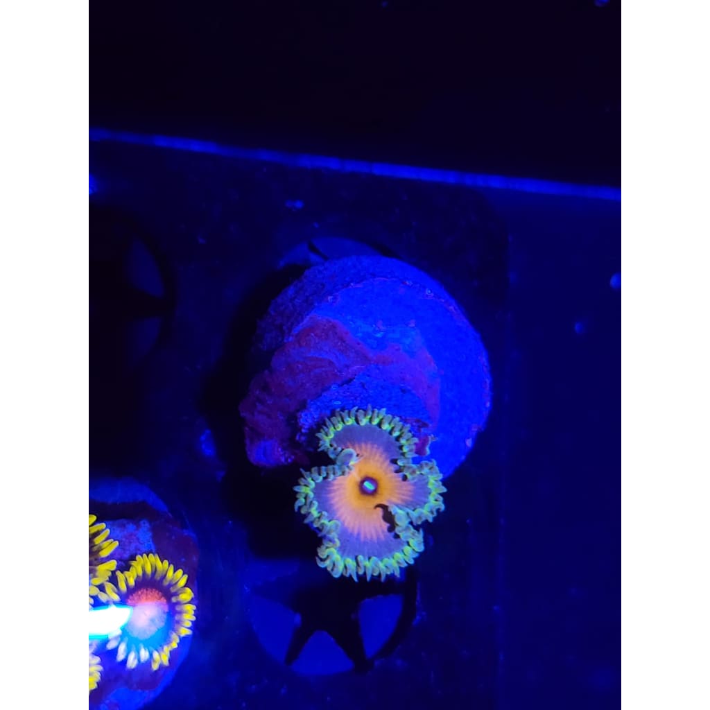 Lowcountry Coral Boys - Captain America Paly WYSIWYG!