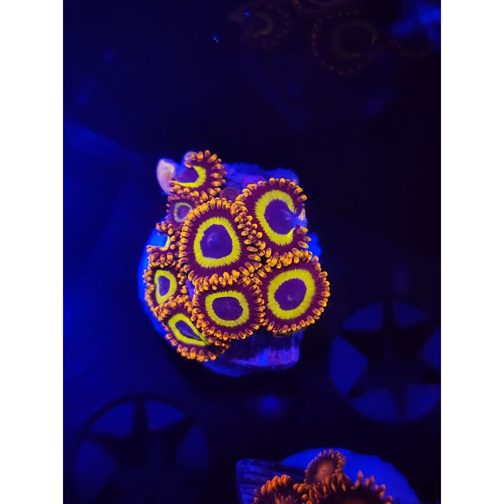 Lowcountry Coral Boys - Fruit Loops Zoanthid Frag WYSIWYG!