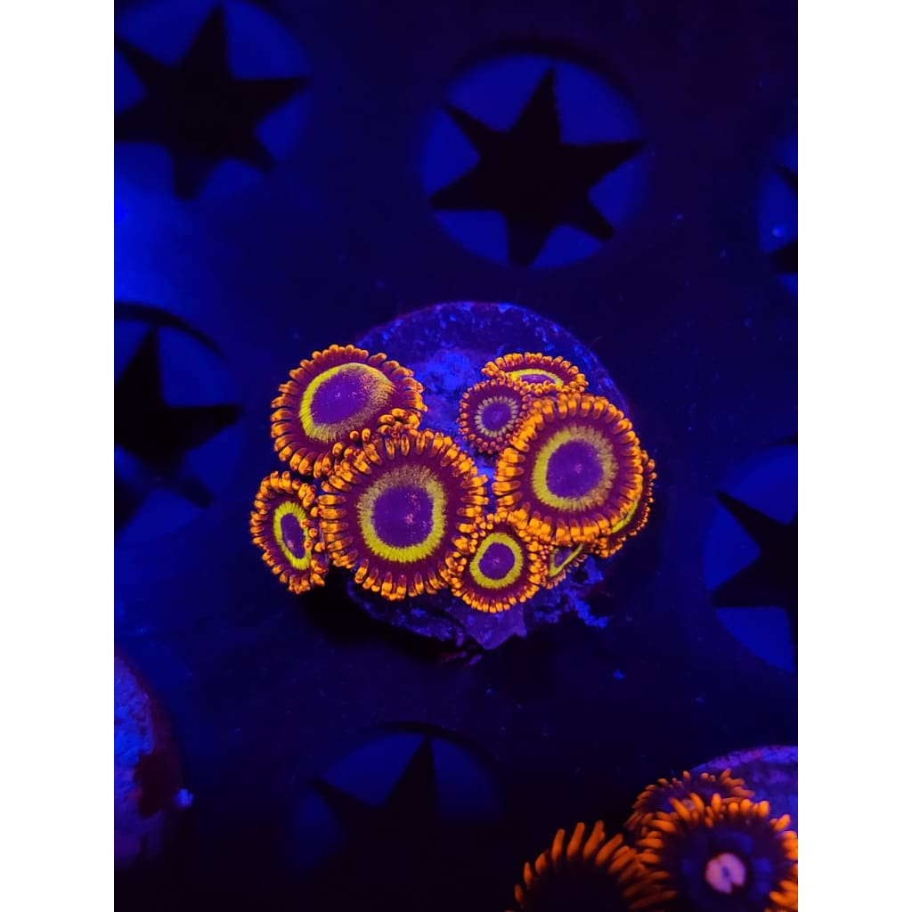 Unique Fruit Loops Zoanthid Frag - WYSIWYG! – Lowcountry Coral Boys