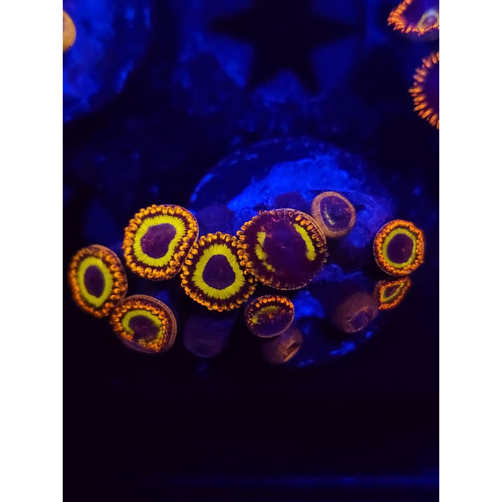 Unique Fruit Loops Zoanthid Frag - WYSIWYG! | Lowcountry Coral Boys