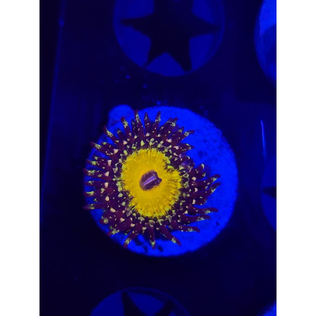 Lowcountry Coral Boys - god beast Zoanthid Frag WYSIWYG!