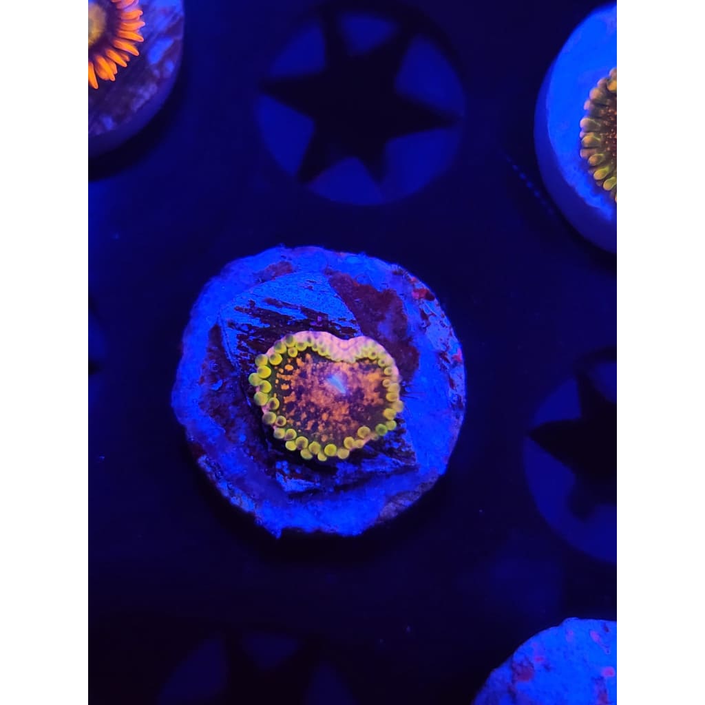 Rare Grand Master Krak Zoanthid Frag - WYSIWYG! – Lowcountry Coral Boys