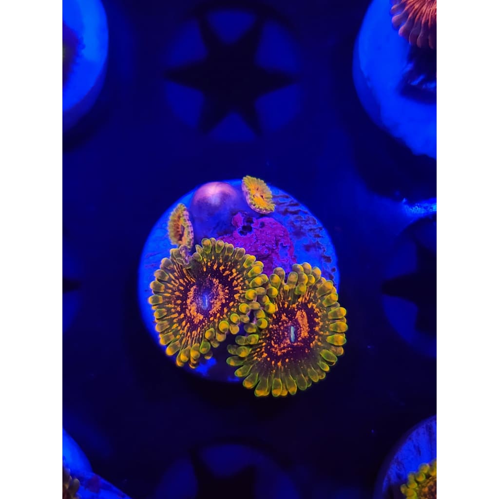 Rare Grand Master Krak Zoanthid Frag - WYSIWYG! – Lowcountry Coral Boys