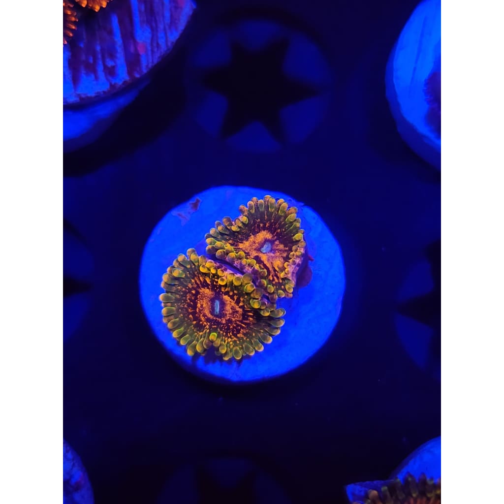 Rare Grand Master Krak Zoanthid Frag - WYSIWYG! – Lowcountry Coral Boys