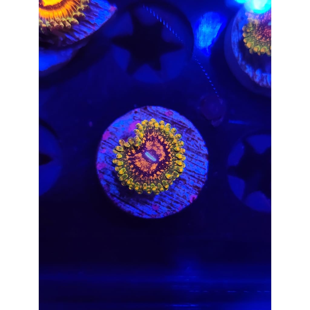 Rare Grand Master Krak Zoanthid Frag - WYSIWYG! – Lowcountry Coral Boys