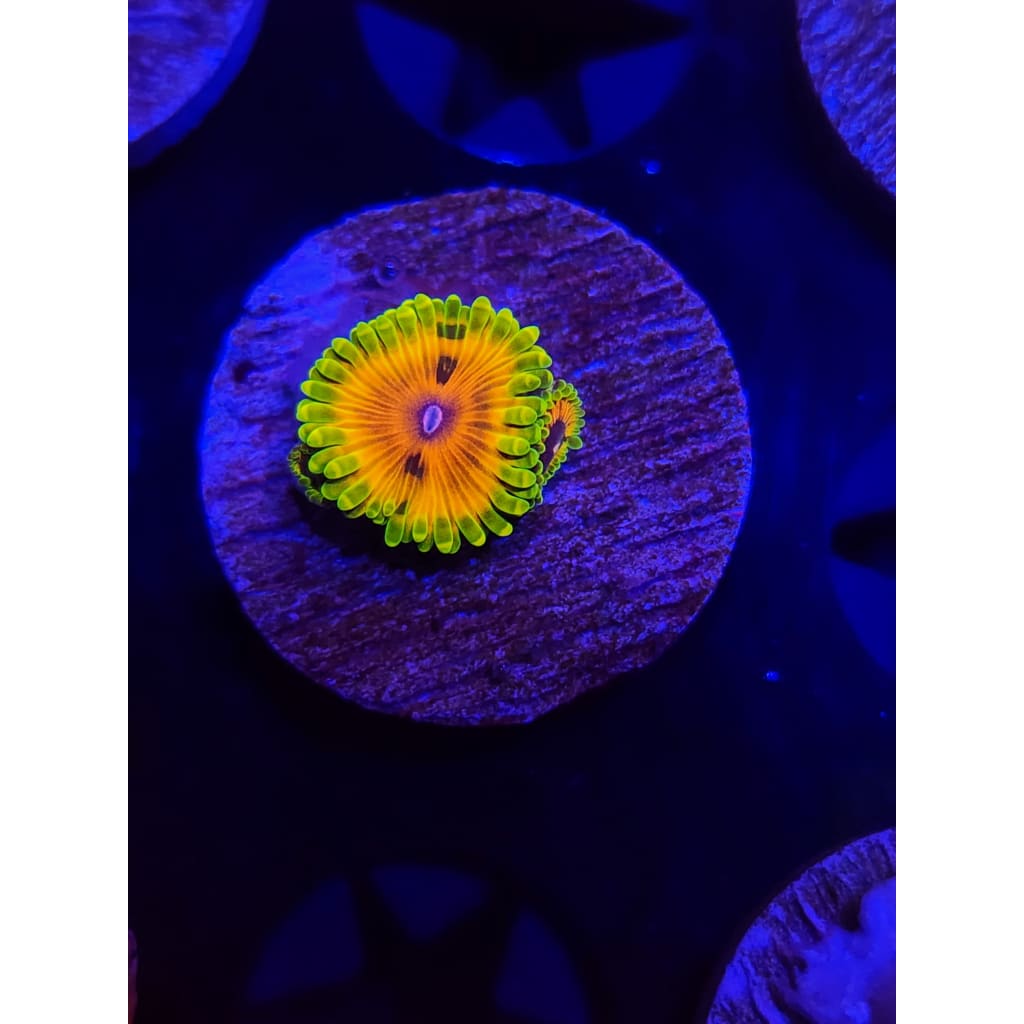 Hallucination Zoanthid Frag, WYSIWYG! - Lowcountry Coral Boys