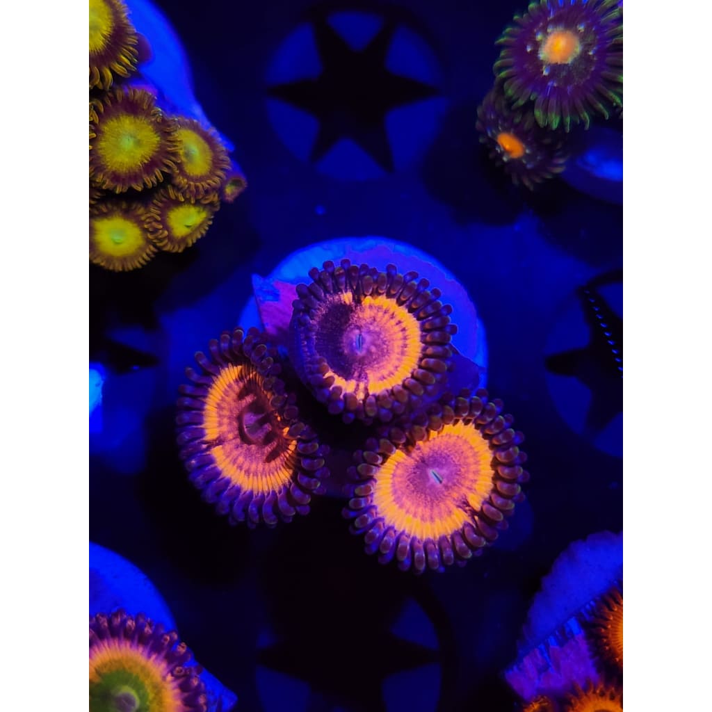 LCB Fireworks Zoanthid Frag, WYSIWYG! - Lowcountry Coral Boys
