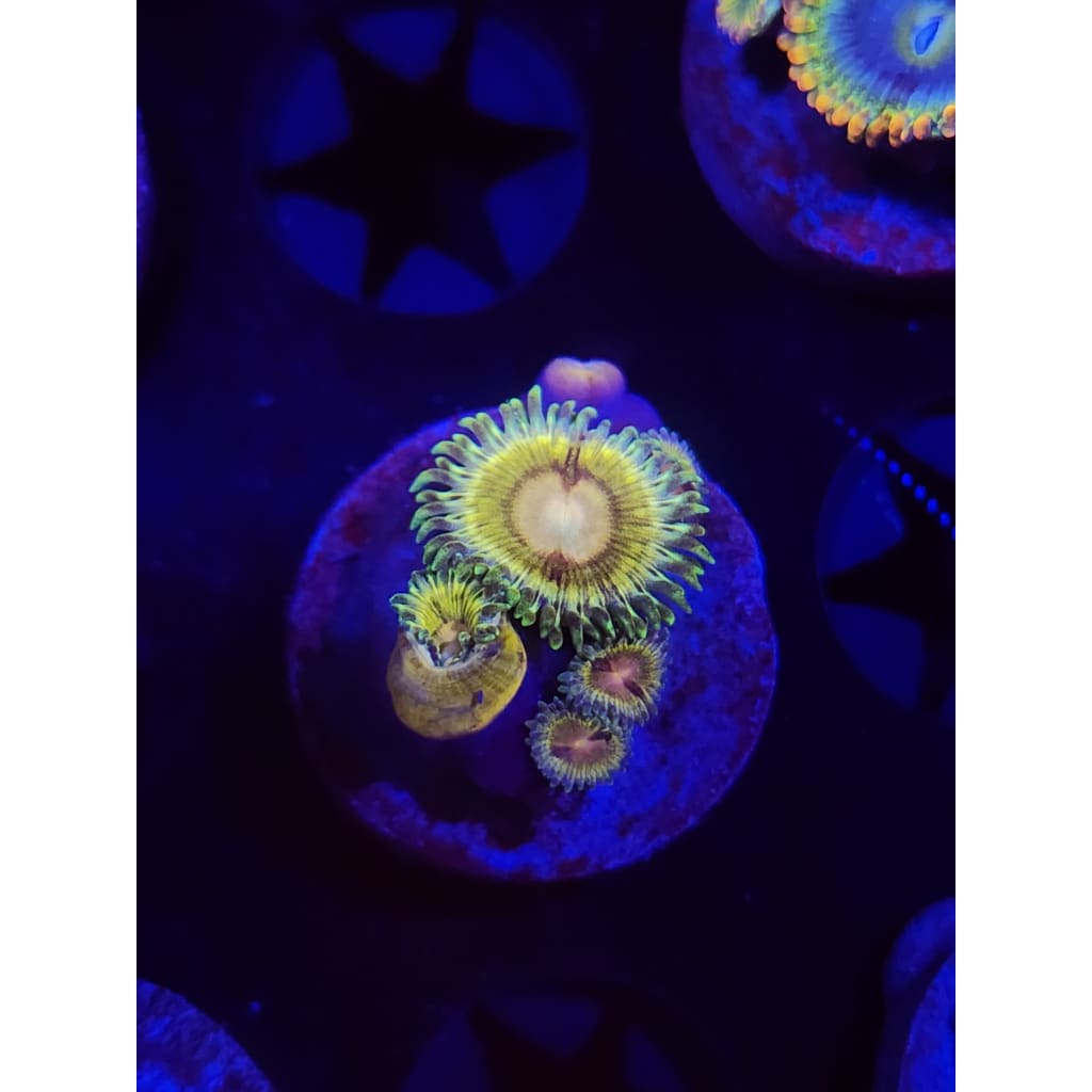 LCB Solar Storms Zoanthid Frag - Unique WYSIWYG Coral Frag – Lowcountry ...