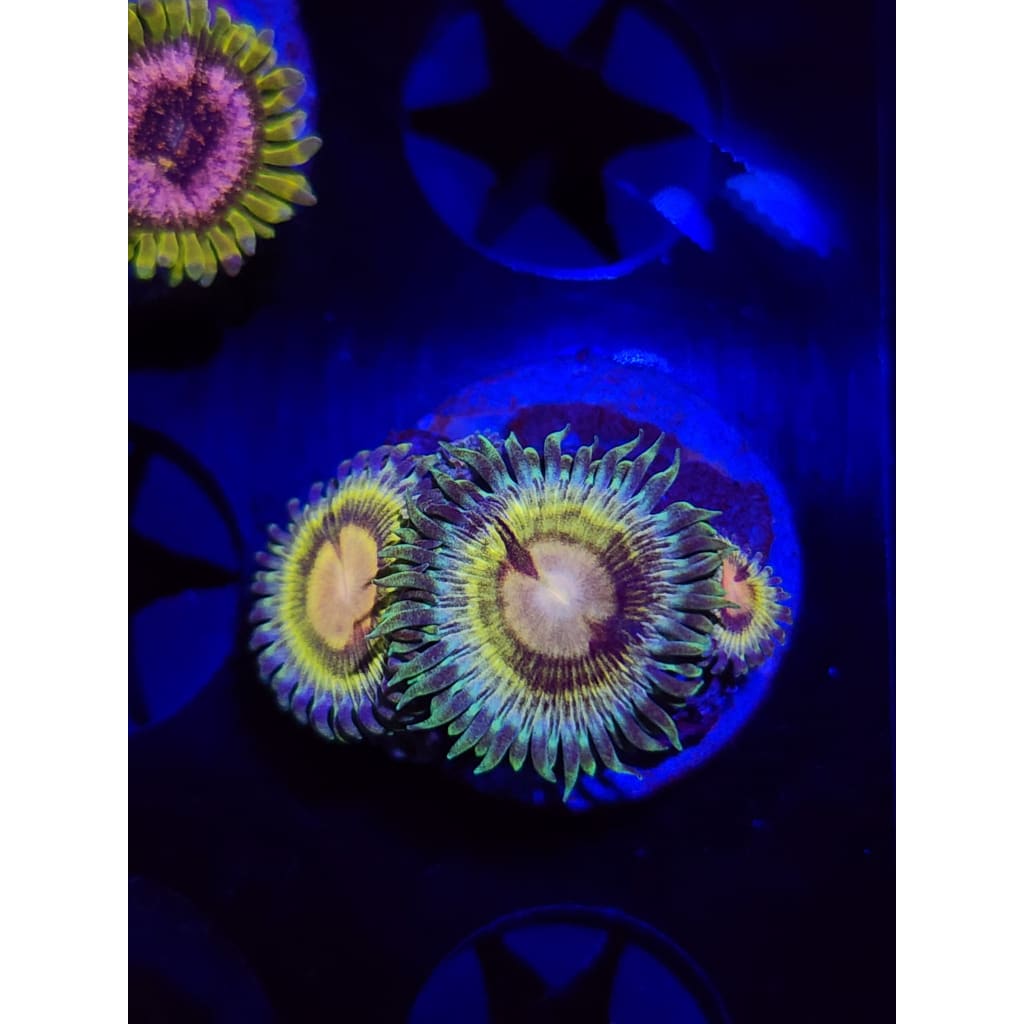 LCB Solar Storms Zoanthid Frag - Unique WYSIWYG Coral – Lowcountry ...