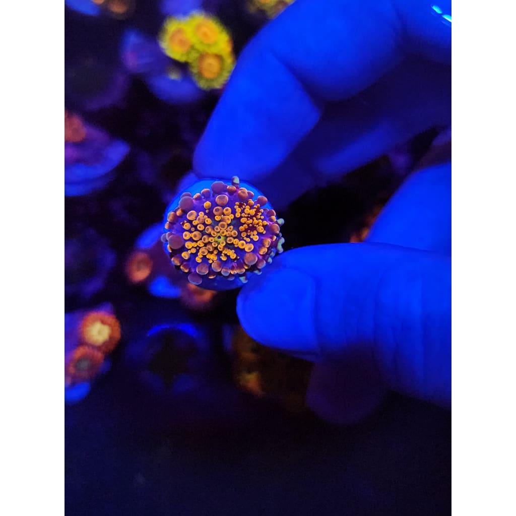 Lowcountry Coral Boys - LCB Wumbo Jumbo Bounce Mushroom