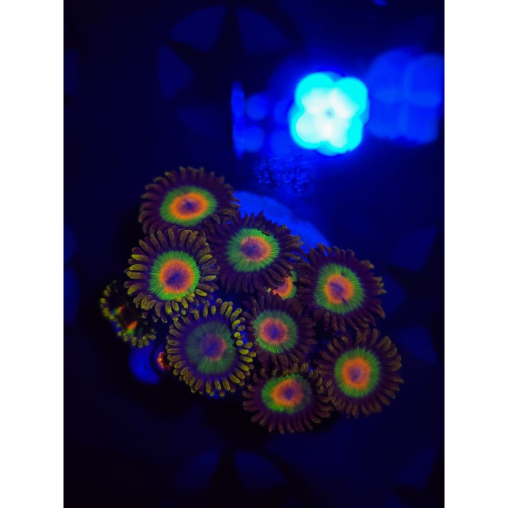 Rare Rasta Zoanthid Frag - WYSIWYG! | Lowcountry Coral Boys