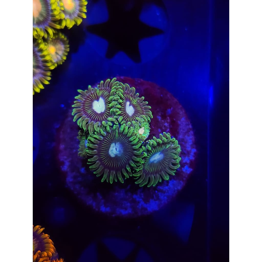 Lowcountry Coral Boys - Tweety Bird Zoanthid Frag WYSIWYG!